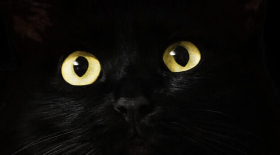 Do cats see ghosts? Is my cat going mad? | Odorlock