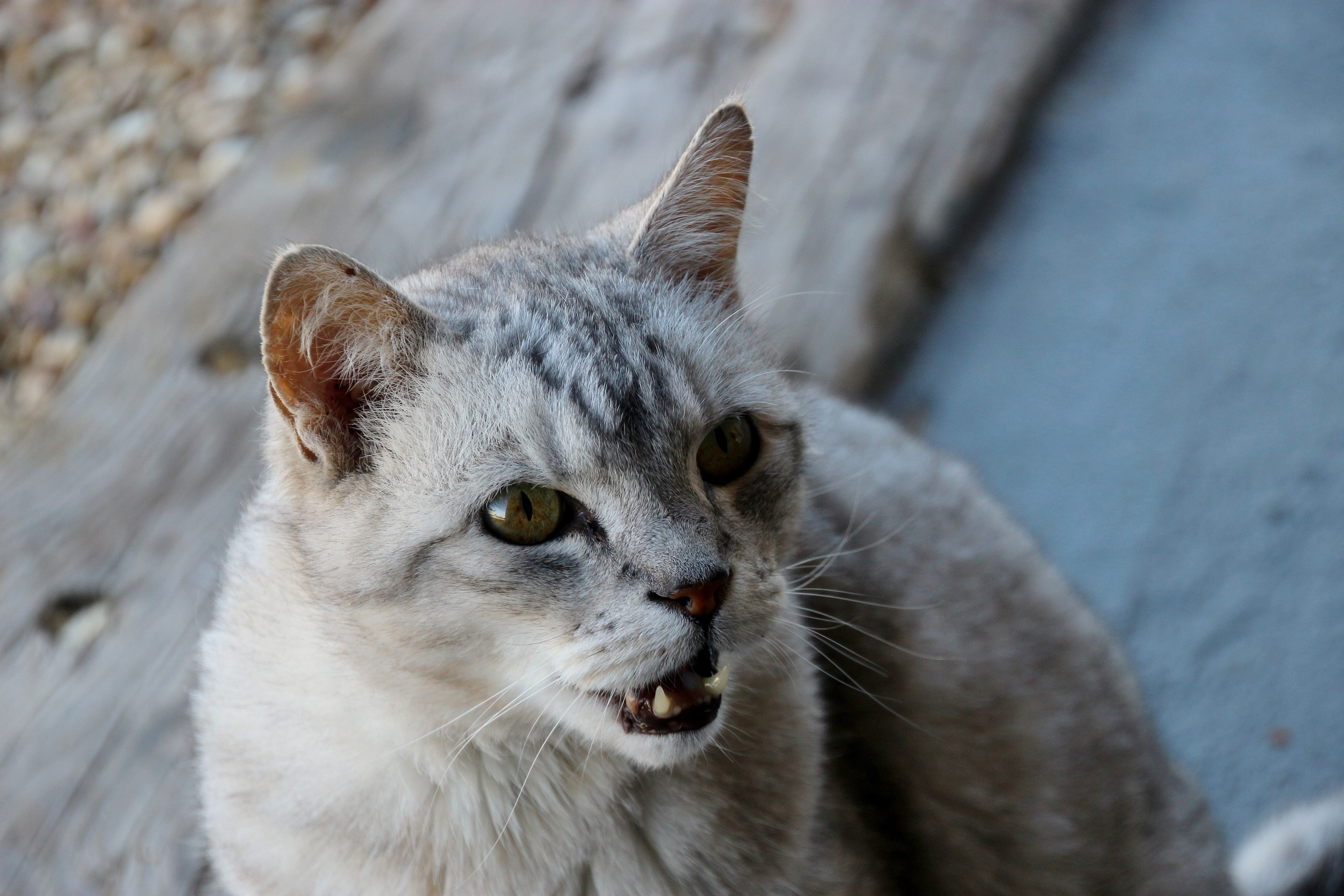 Aggressive behavior in cats | Odorlock
